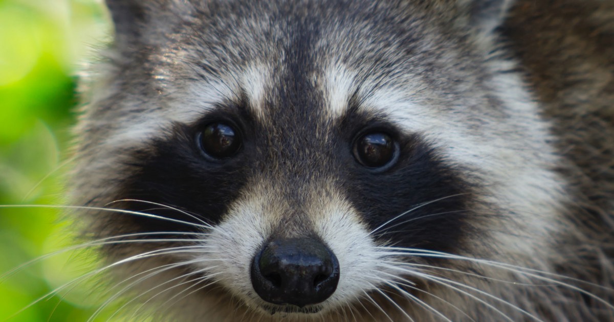 Raccoon Control | JP McHale